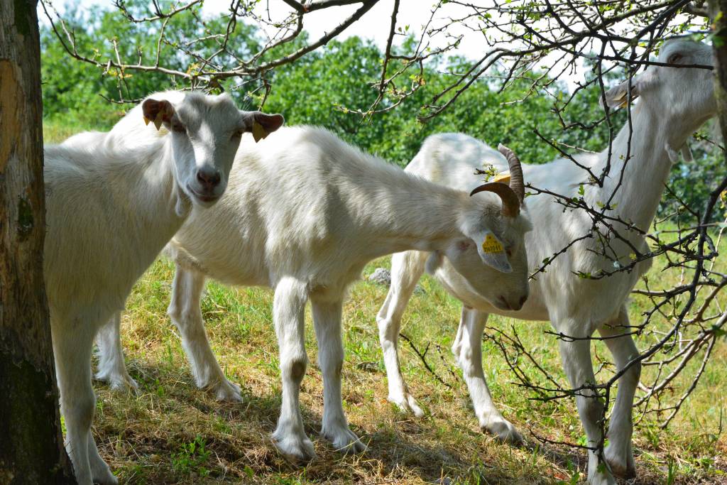 Devin Castle in Bratislava - Forget Someday