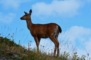 Exploring Hurricane Ridge (Washington) - Forget Someday