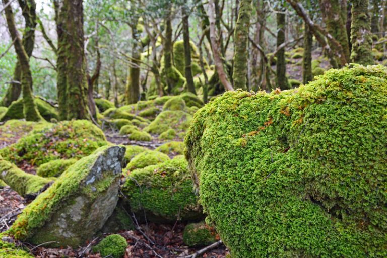 The 6 National Parks of Ireland - Learn More About What Each Park Offers