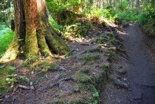 Second Beach - Where the Forest Meets the Sea